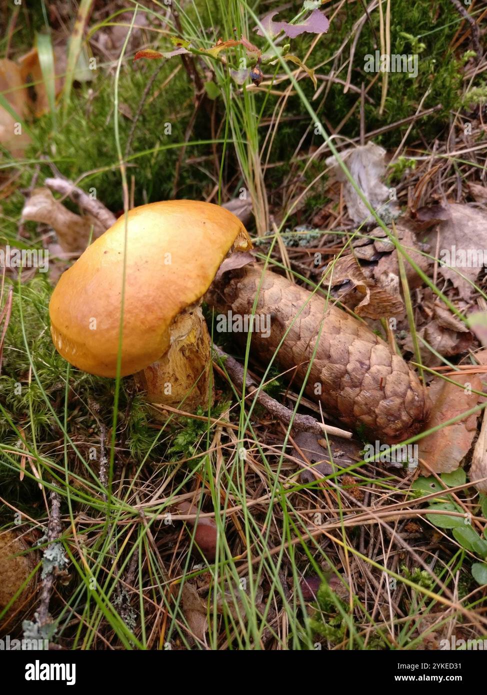 Purple-veiled Slippery Jack (Suillus luteus Stock Photo - Alamy