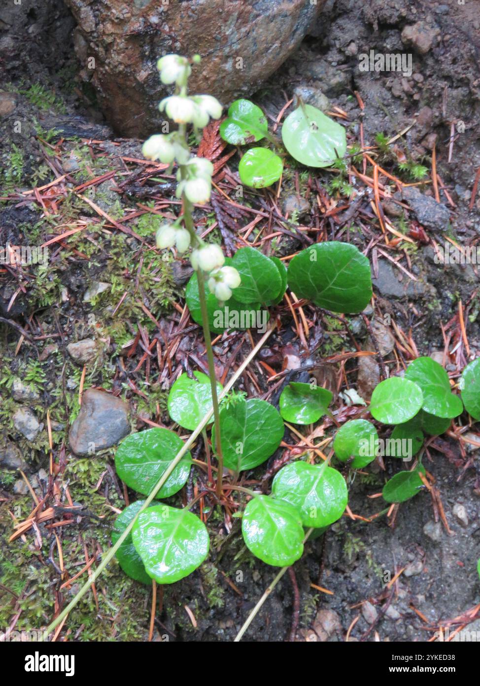 green-flowered wintergreen (Pyrola chlorantha Stock Photo - Alamy