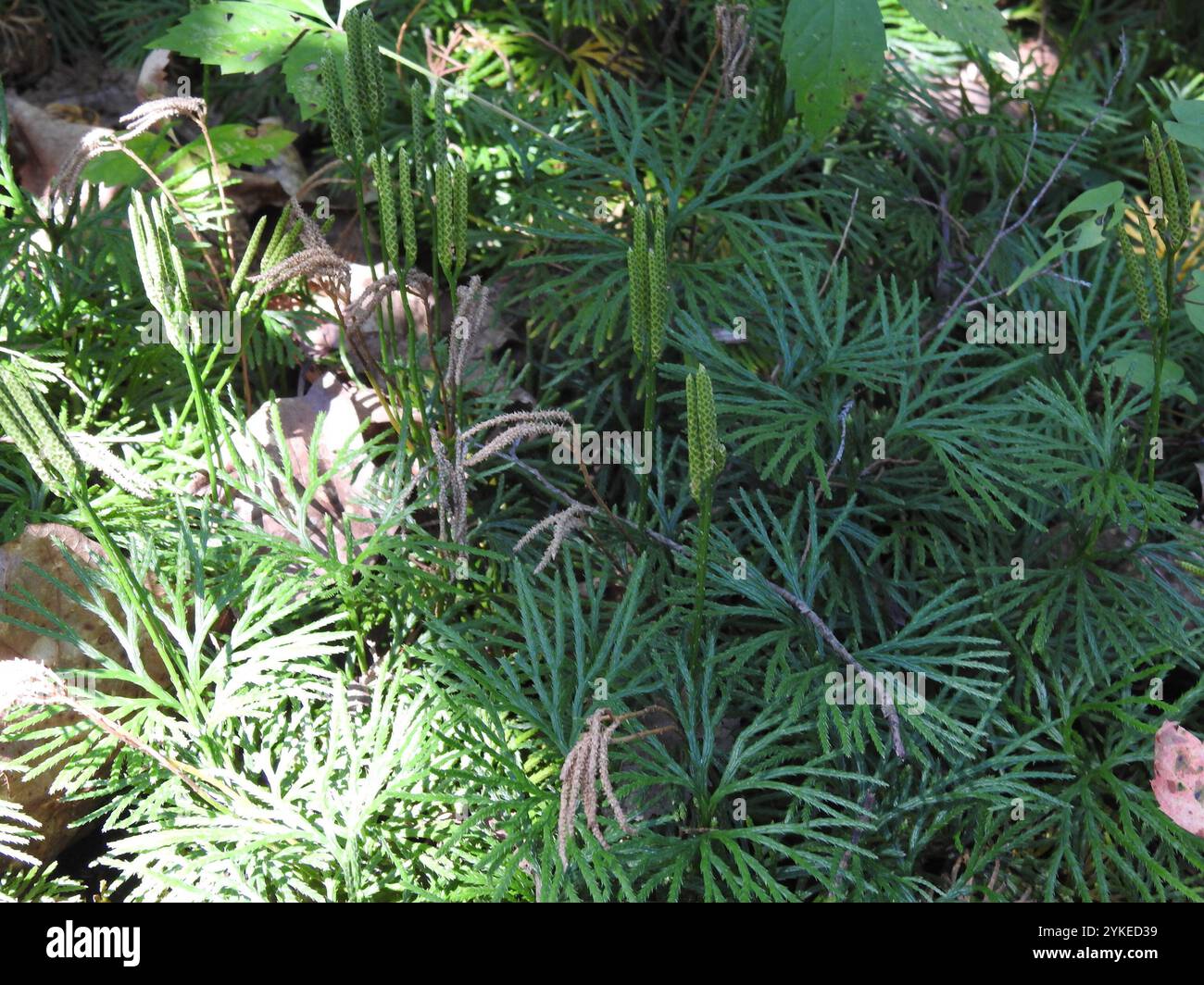 fan clubmoss (Diphasiastrum digitatum Stock Photo - Alamy