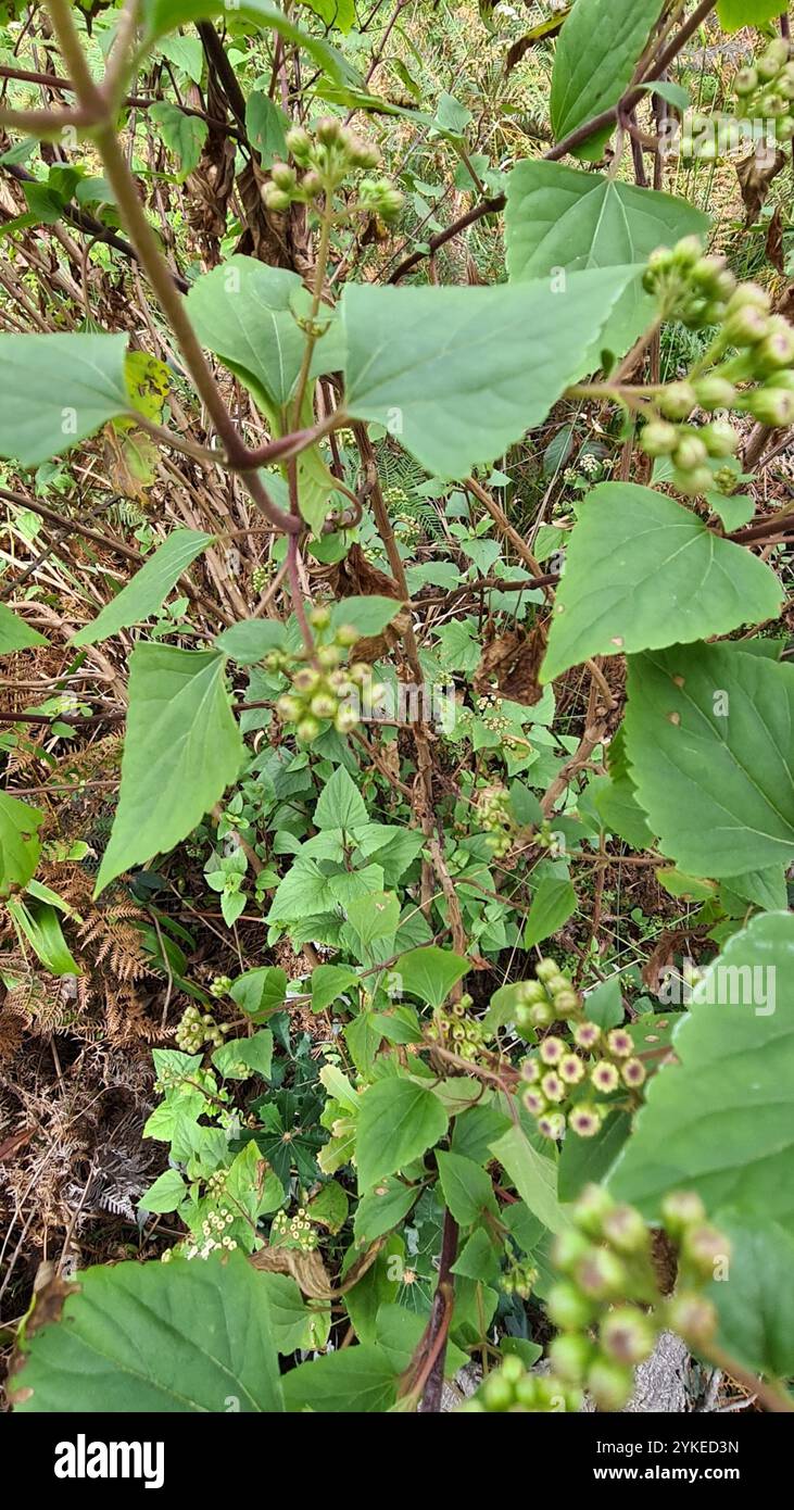 Crofton Weed (Ageratina adenophora Stock Photo - Alamy
