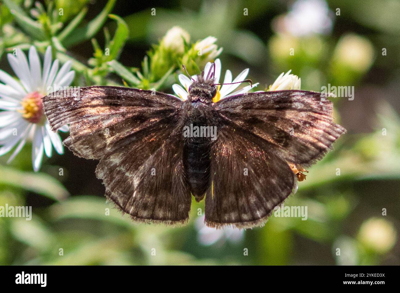 Wild Indigo Duskywing (Erynnis baptisiae Stock Photo - Alamy