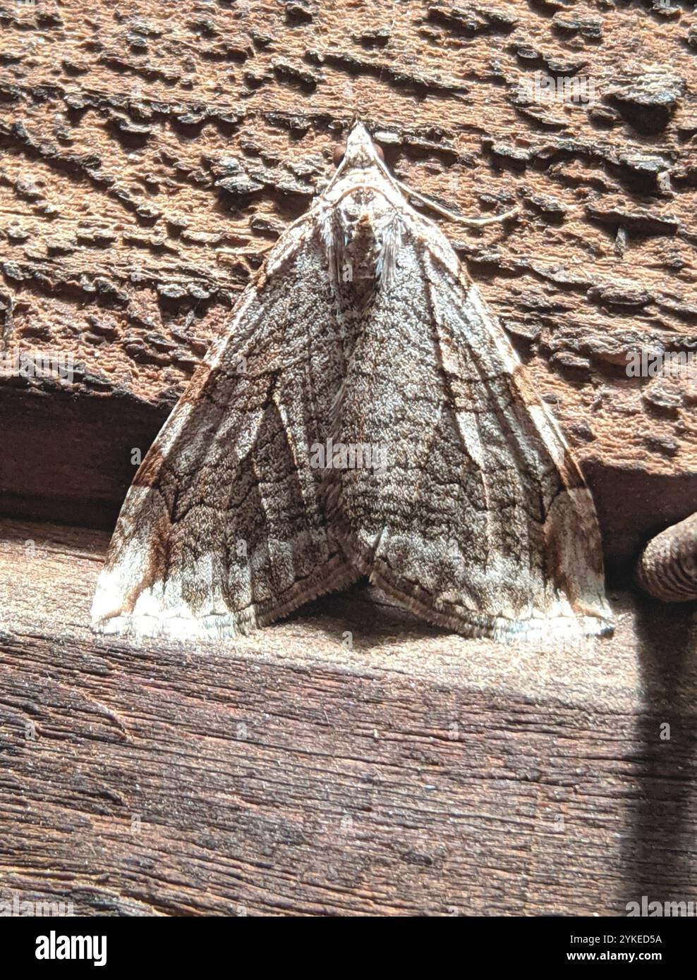 Treble Bar (Aplocera plagiata Stock Photo - Alamy