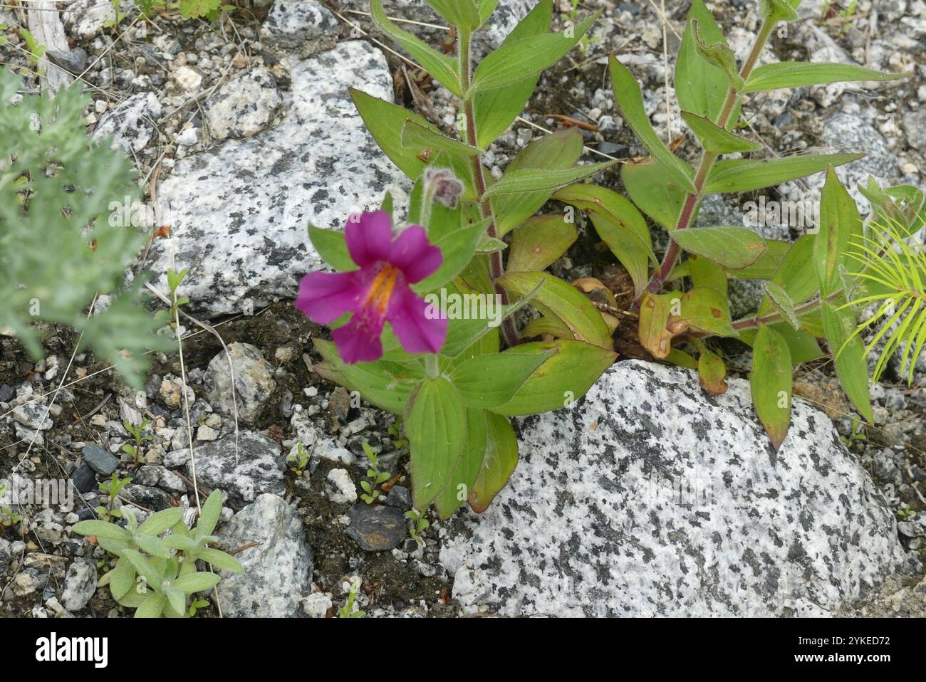 Lewis' monkeyflower (Erythranthe lewisii Stock Photo - Alamy