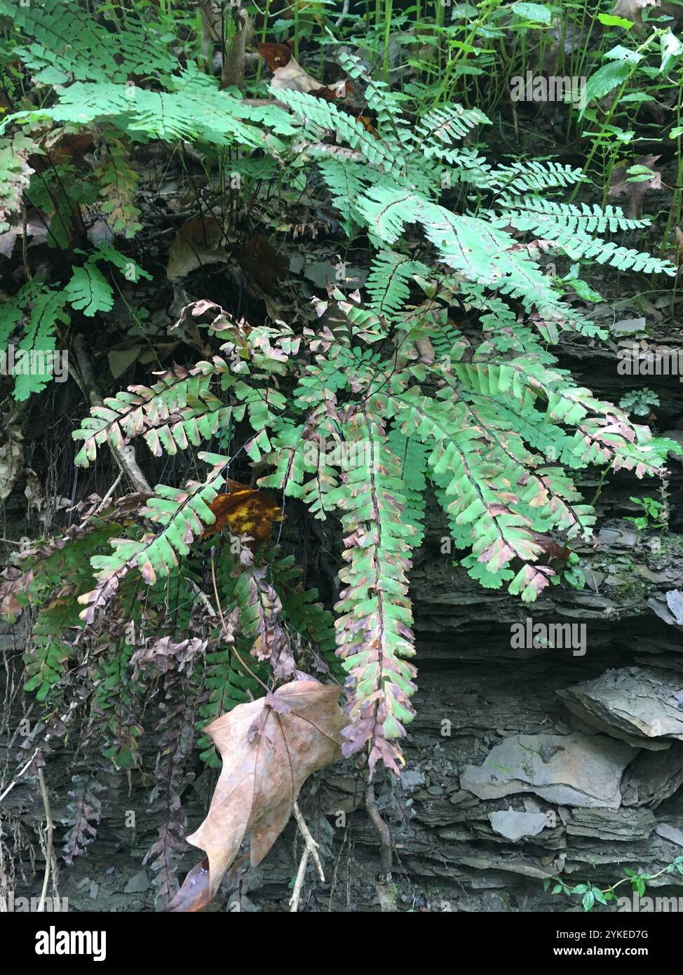 northern maidenhair fern (Adiantum pedatum Stock Photo - Alamy