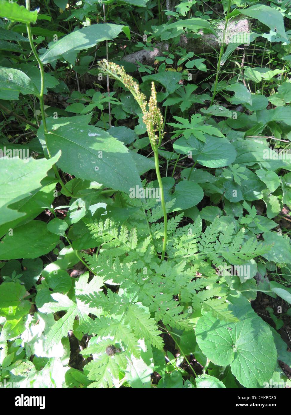 rattlesnake fern (Botrypus virginianus Stock Photo - Alamy