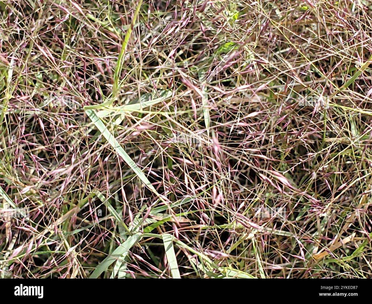 Bush Muhly (Muhlenbergia porteri Stock Photo - Alamy