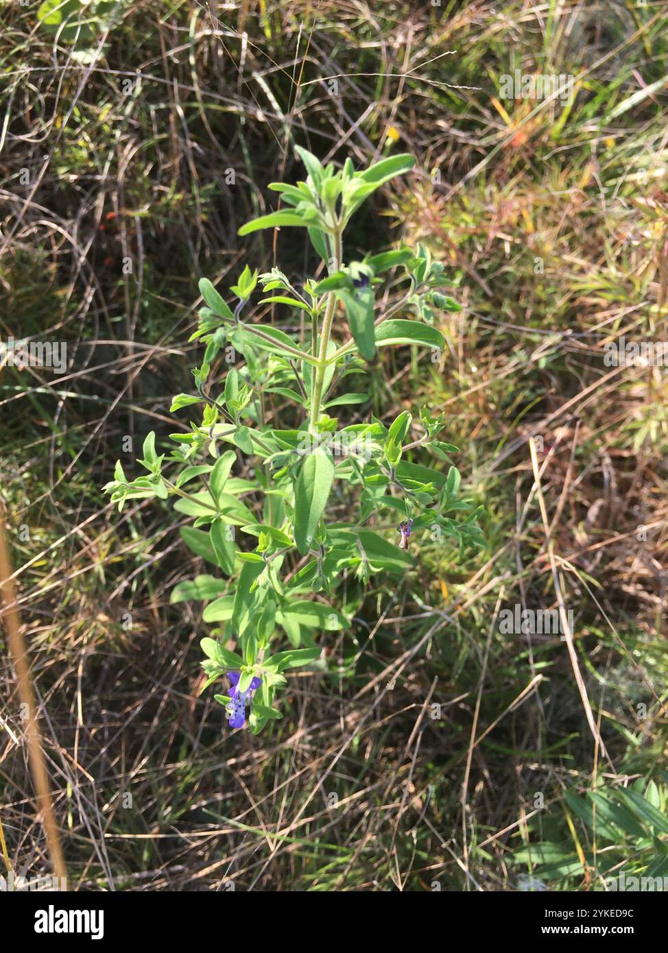 Blue Curls (Trichostema dichotomum Stock Photo - Alamy