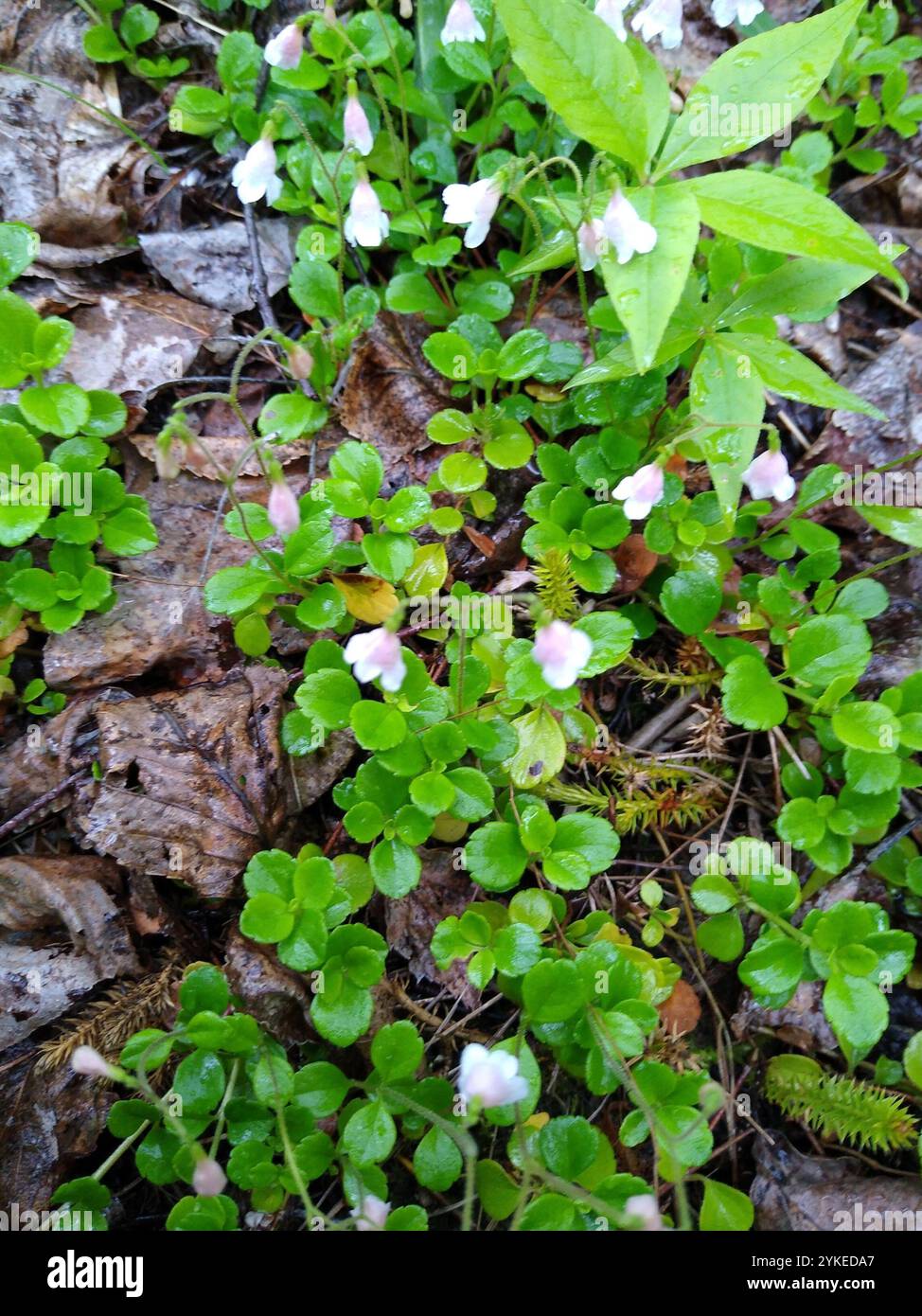 Twinflower (Linnaea borealis Stock Photo - Alamy