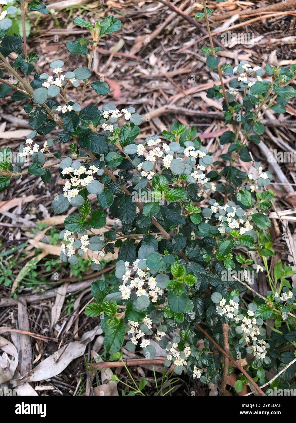 Australian dusty miller (Spyridium parvifolium Stock Photo - Alamy