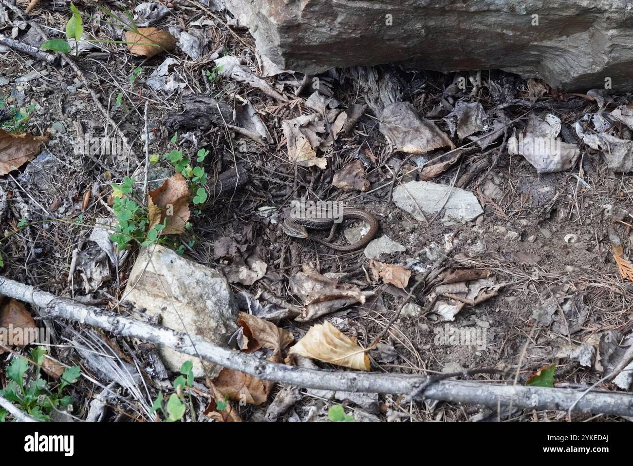 Northern Alligator Lizard (Elgaria coerulea Stock Photo - Alamy