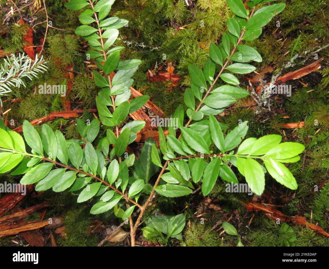 Oregon Boxwood (Paxistima myrsinites Stock Photo - Alamy