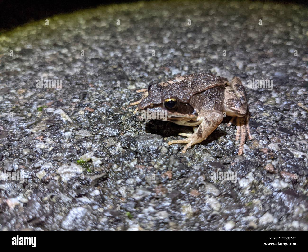 Wood Frog (Lithobates sylvaticus Stock Photo - Alamy