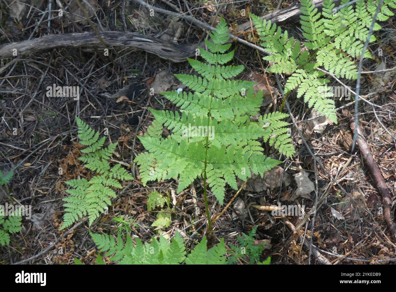 spreading wood fern (Dryopteris expansa Stock Photo - Alamy