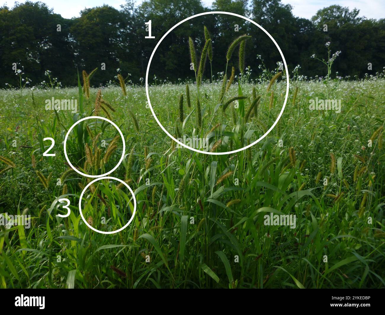 Green Bristle Grass (Setaria viridis Stock Photo - Alamy
