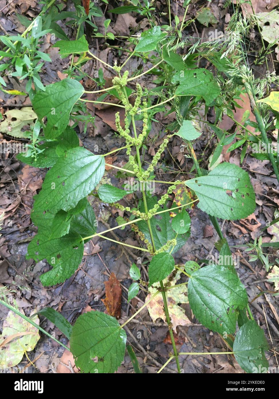 false nettle (Boehmeria cylindrica Stock Photo - Alamy