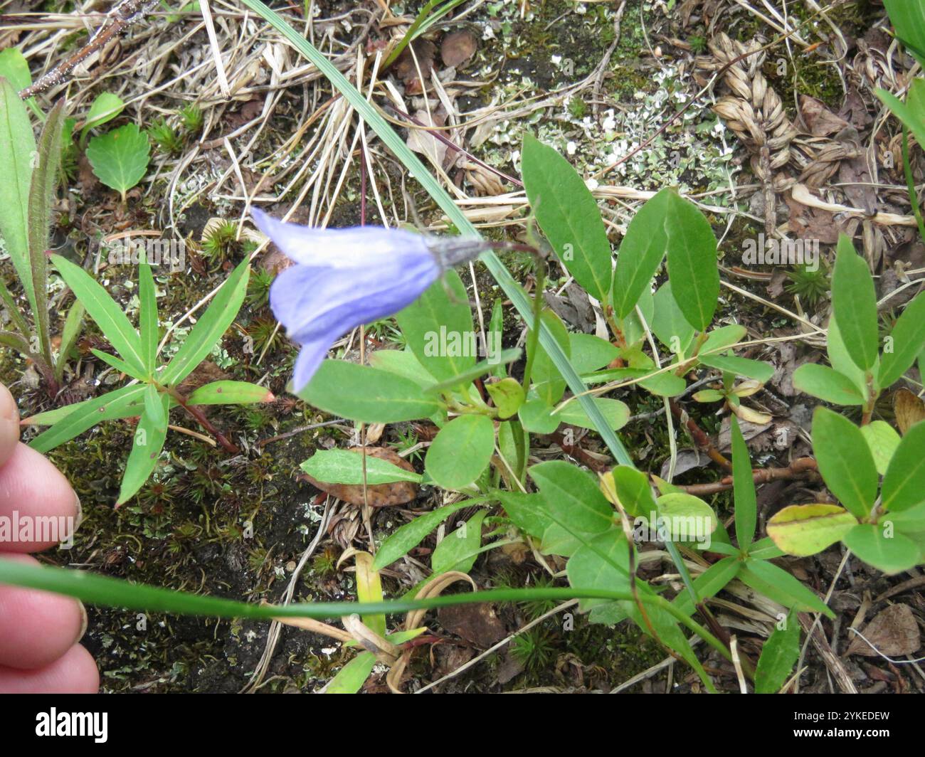 Mountain Harebell (Campanula lasiocarpa Stock Photo - Alamy