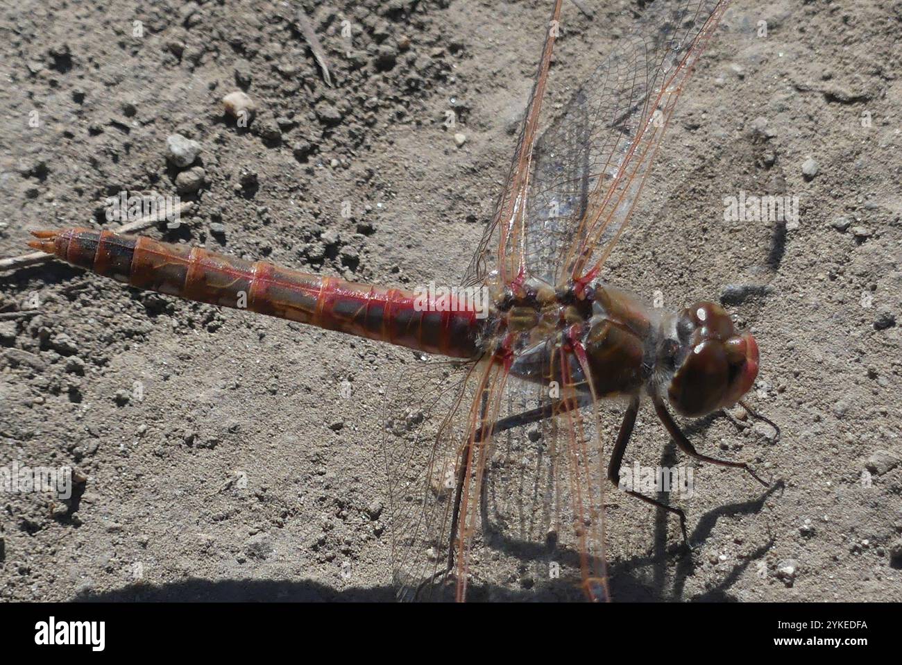 Variegated Meadowhawk (Sympetrum corruptum Stock Photo - Alamy