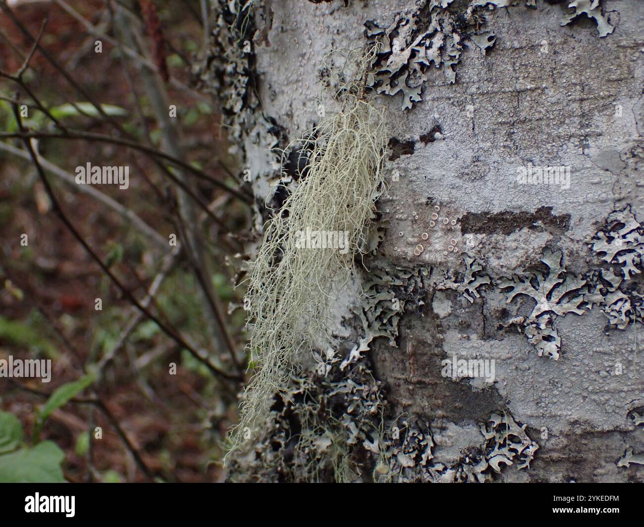 common lichens (Lecanoromycetes Stock Photo - Alamy