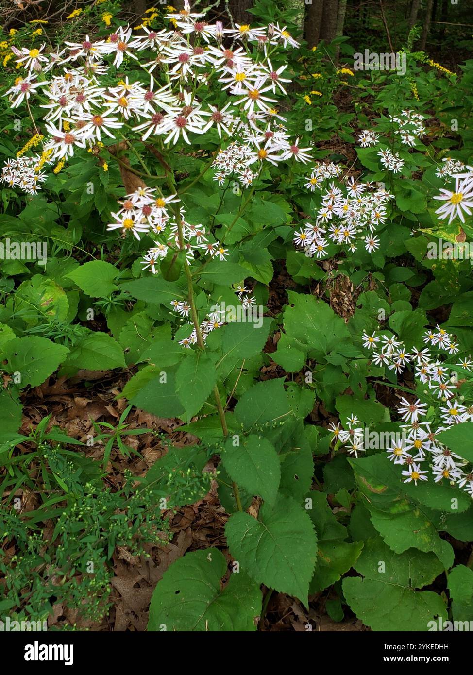 large-leaved aster (Eurybia macrophylla Stock Photo - Alamy