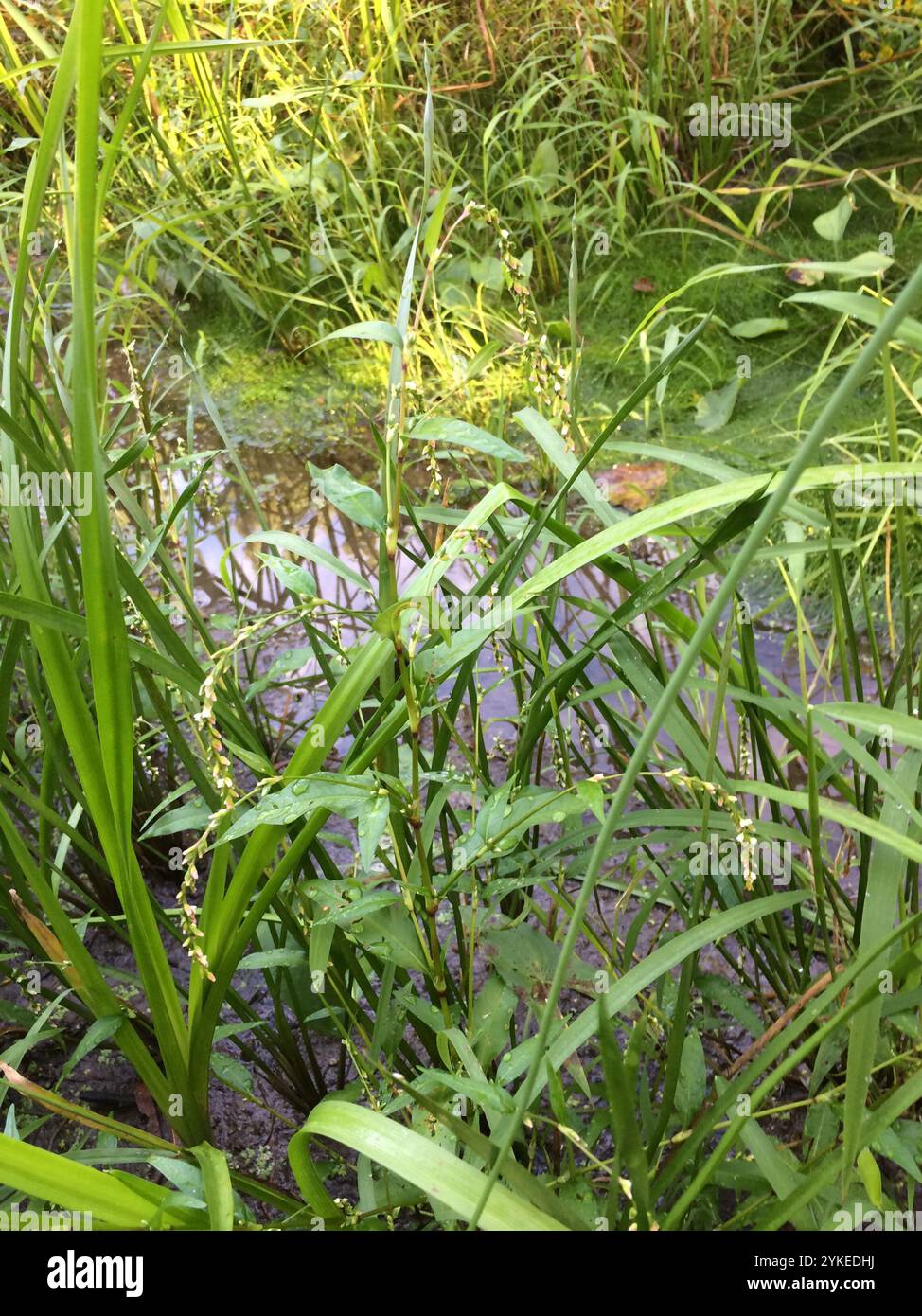waterpepper (Persicaria hydropiper Stock Photo - Alamy