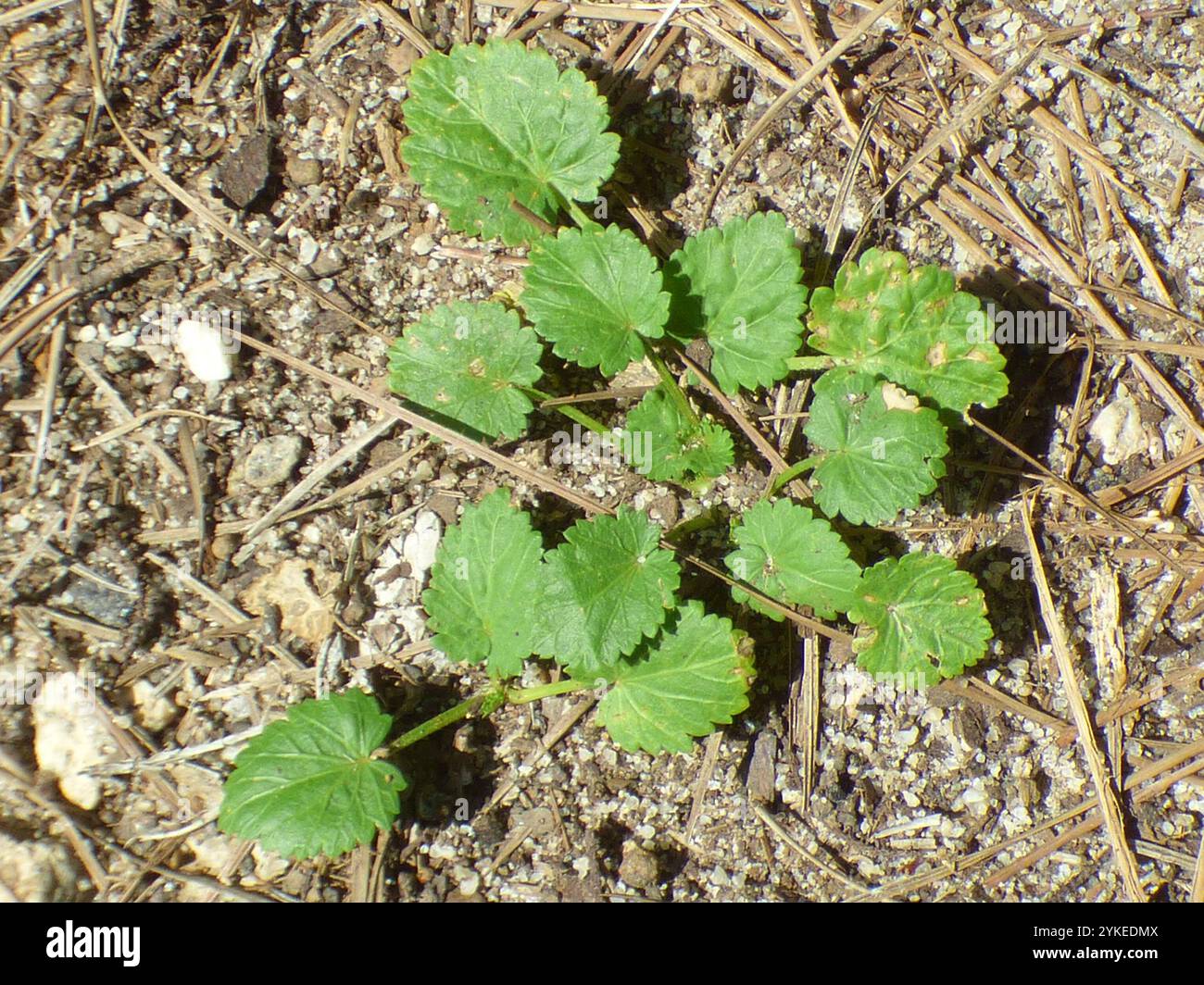 Carolina Bristlemallow (Modiola caroliniana Stock Photo - Alamy