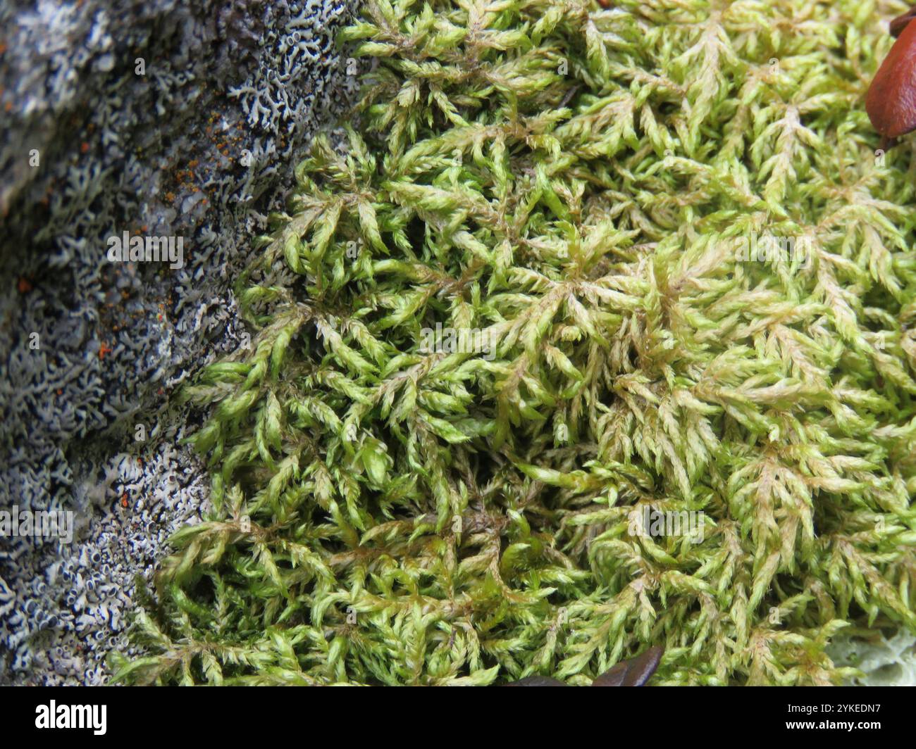 big red stem moss (Pleurozium Stock Photo - Alamy