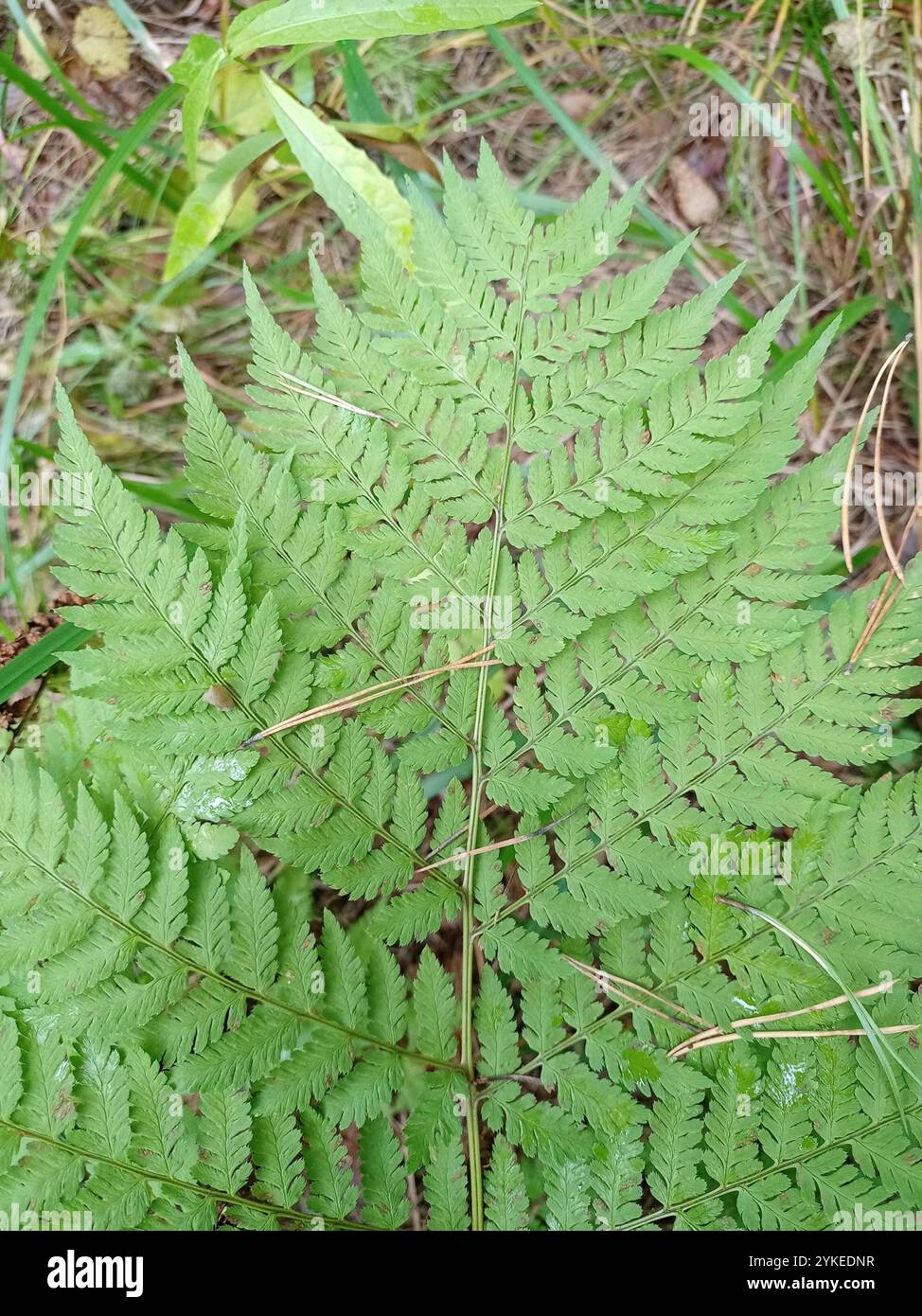 spreading wood fern (Dryopteris expansa Stock Photo - Alamy