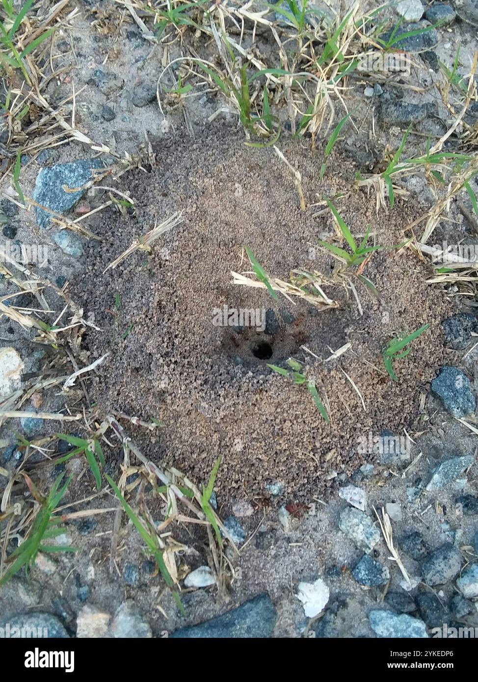 Buren's Pyramid Ant (Dorymyrmex bureni Stock Photo - Alamy