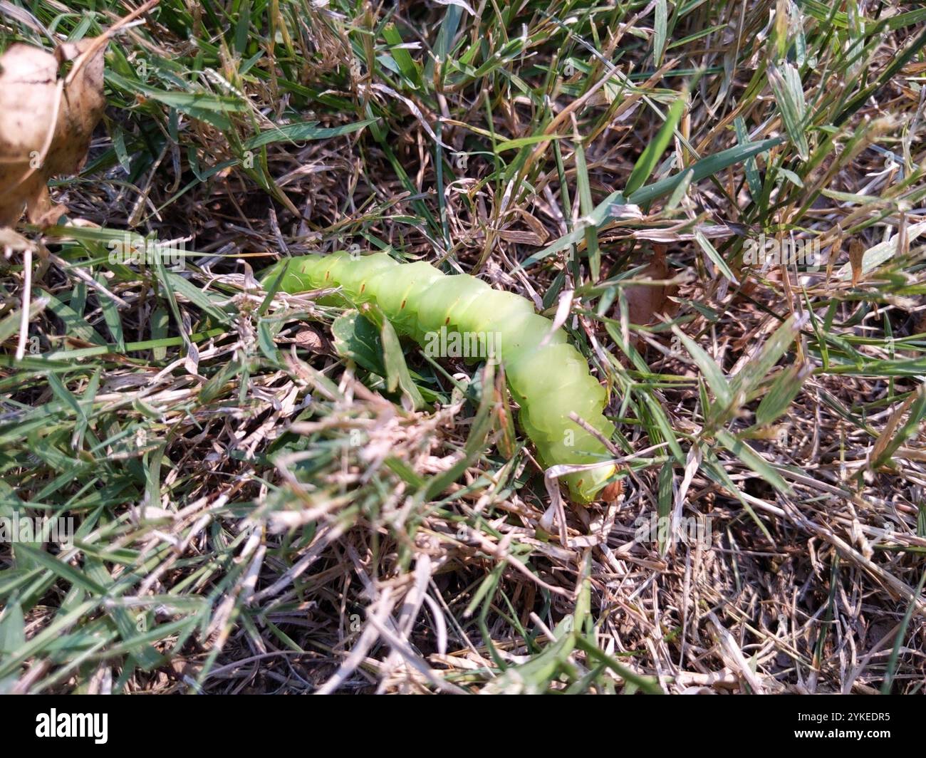 Polyphemus Moth (Antheraea polyphemus Stock Photo - Alamy