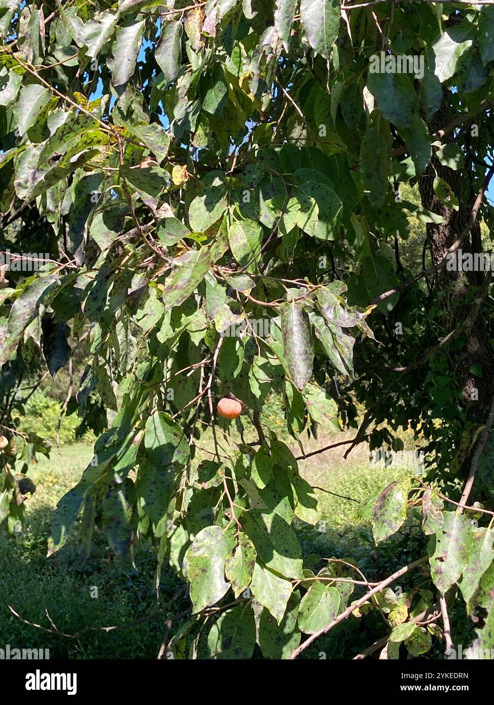 American persimmon (Diospyros virginiana Stock Photo - Alamy