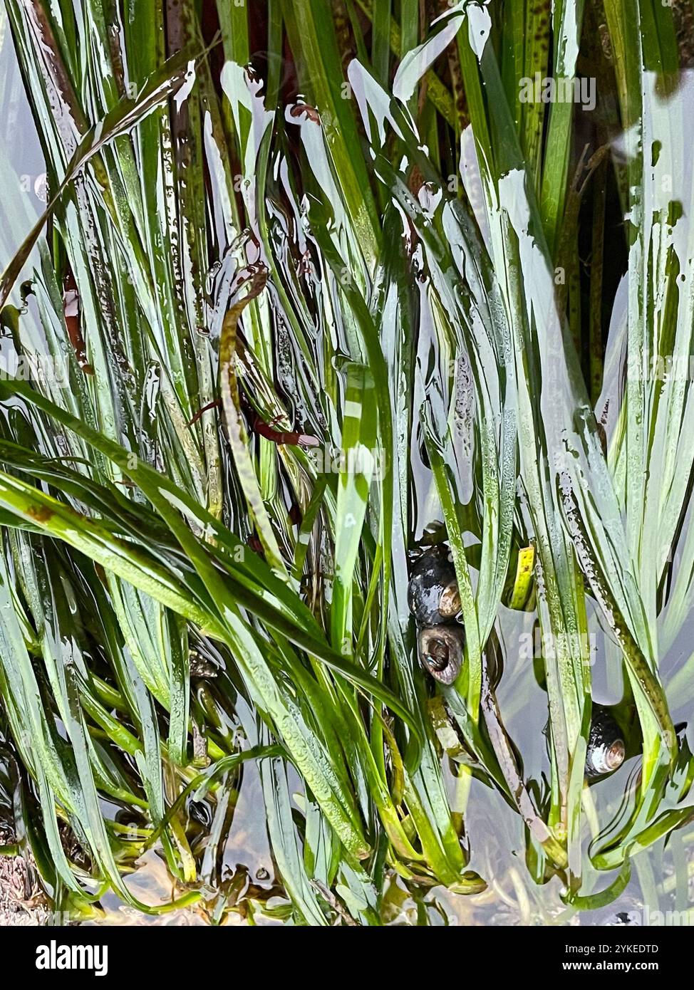 Surfgrass hi-res stock photography and images - Alamy