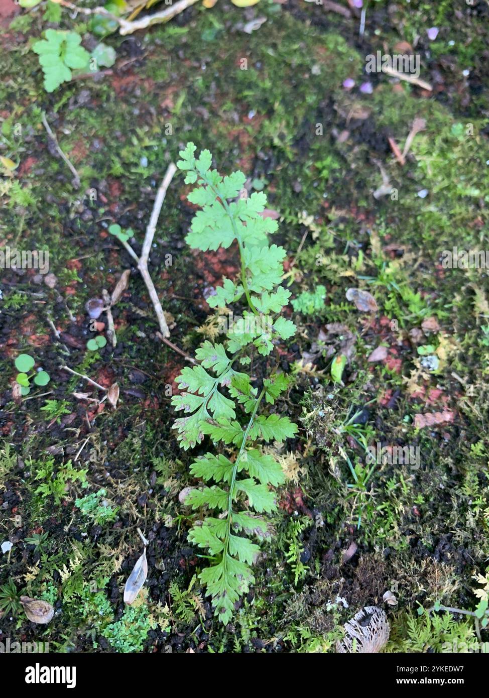 Mackay's Fragile Fern (Cystopteris tenuis Stock Photo - Alamy