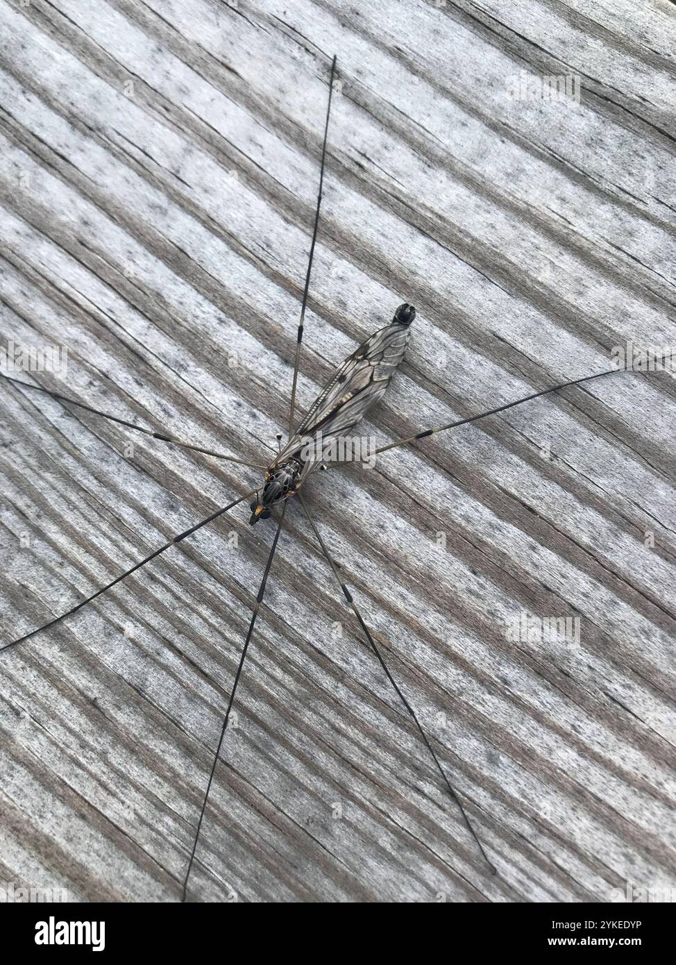 Giant Crane Fly (Tipula abdominalis Stock Photo - Alamy
