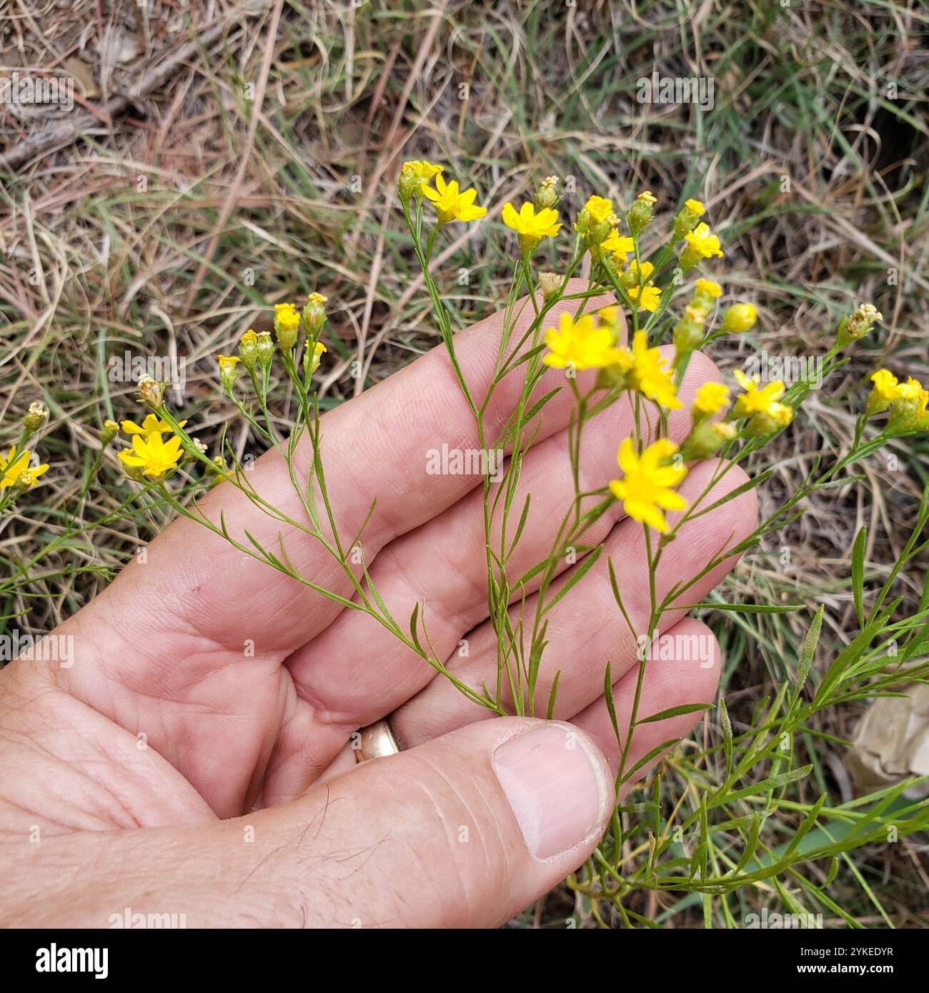 prairie broomweed (Amphiachyris dracunculoides Stock Photo - Alamy