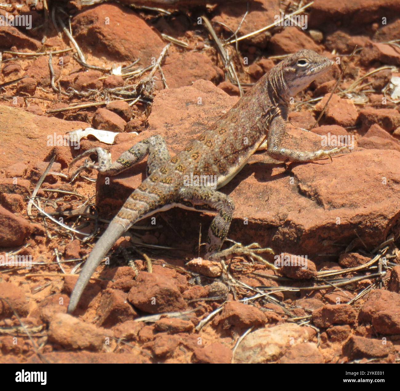 Greater Earless Lizard (Cophosaurus texanus Stock Photo - Alamy