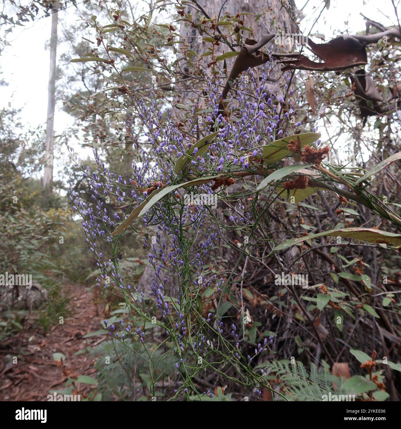 Love Creeper (Comesperma volubile Stock Photo - Alamy