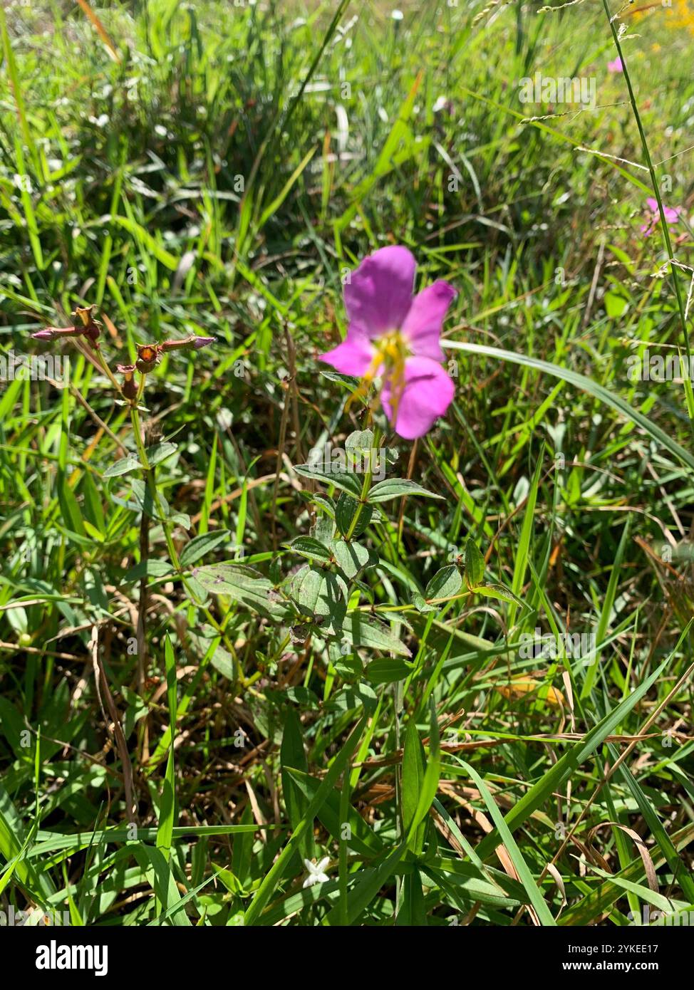 Virginia meadowbeauty (Rhexia virginica Stock Photo - Alamy