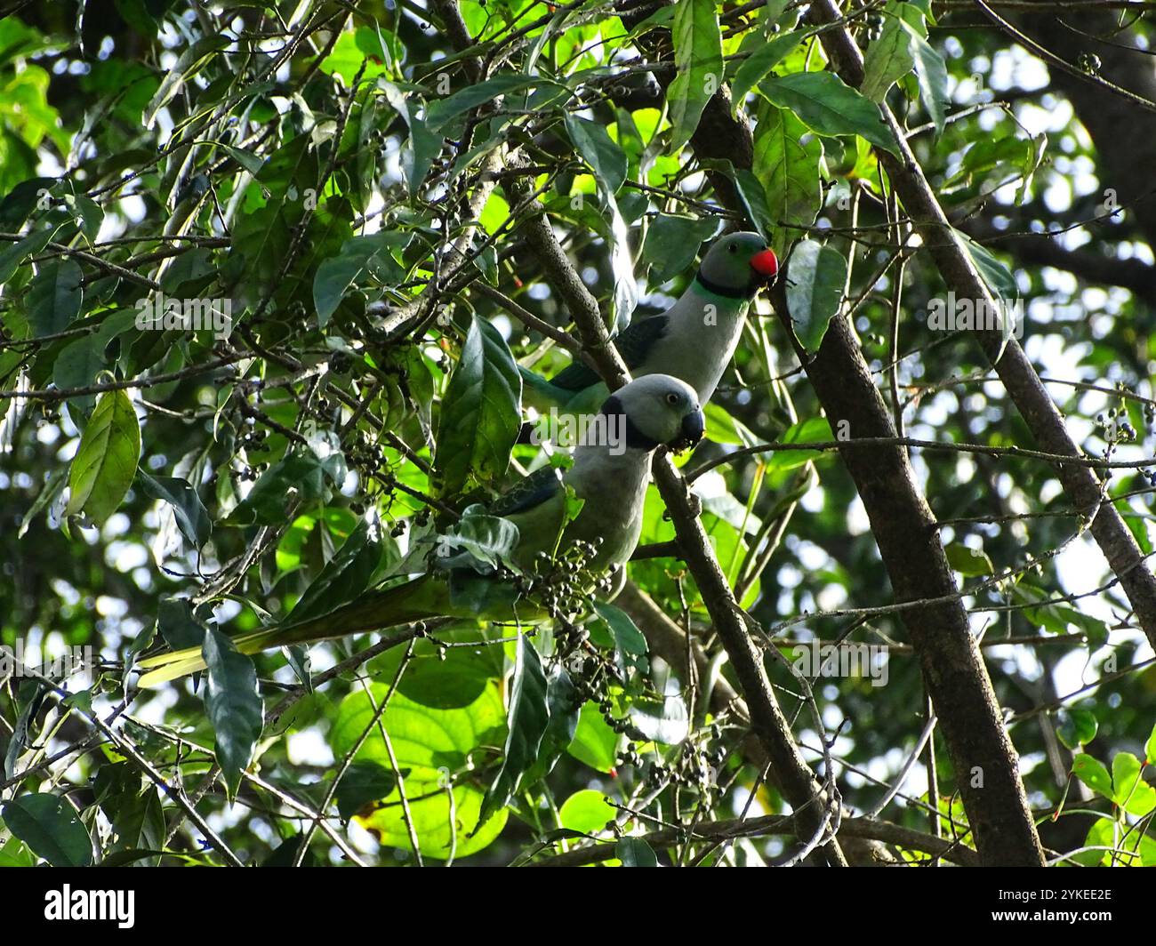 Malabar Parakeet (Psittacula columboides Stock Photo - Alamy