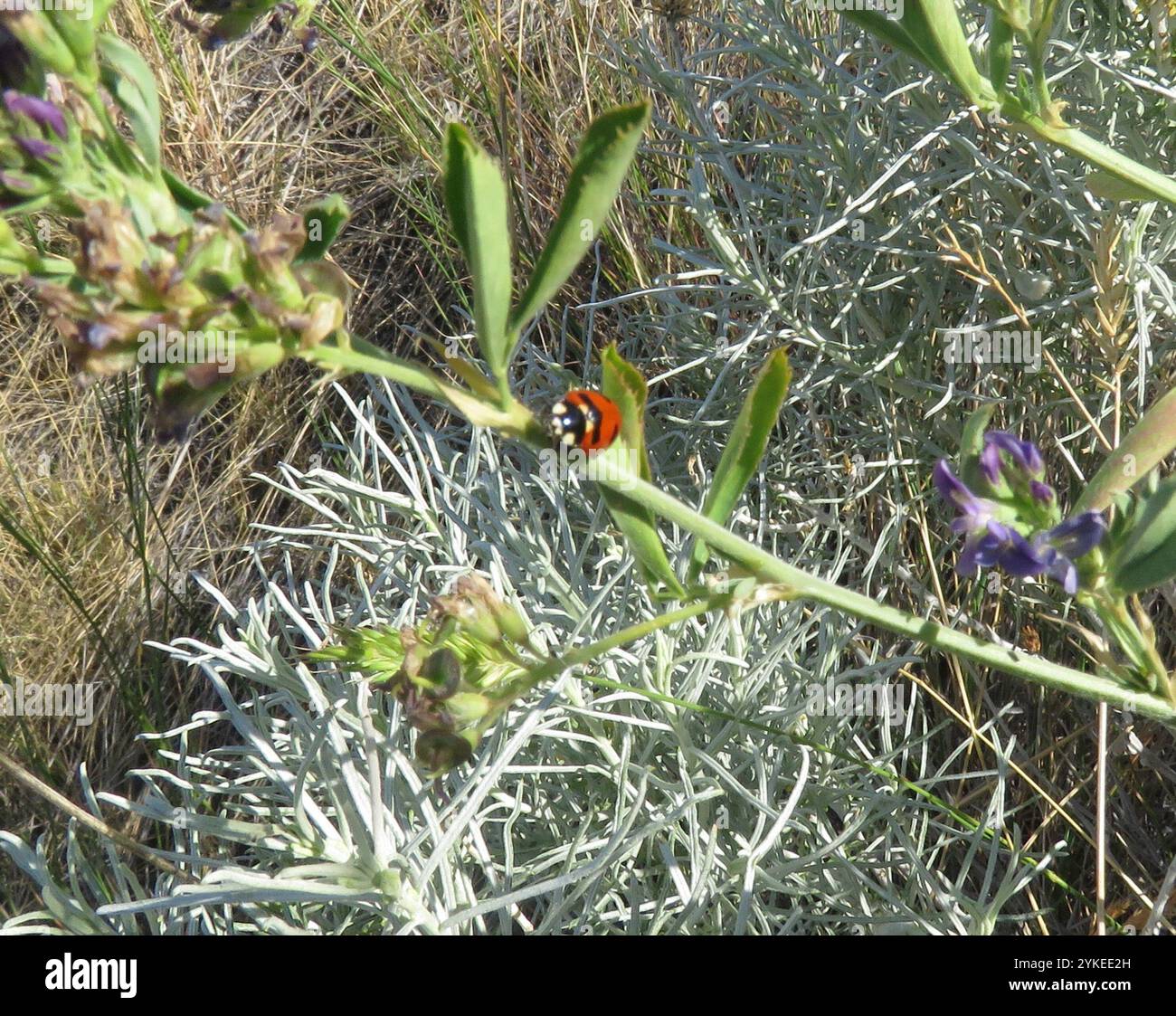 Transverse Lady Beetle (Coccinella transversoguttata Stock Photo - Alamy