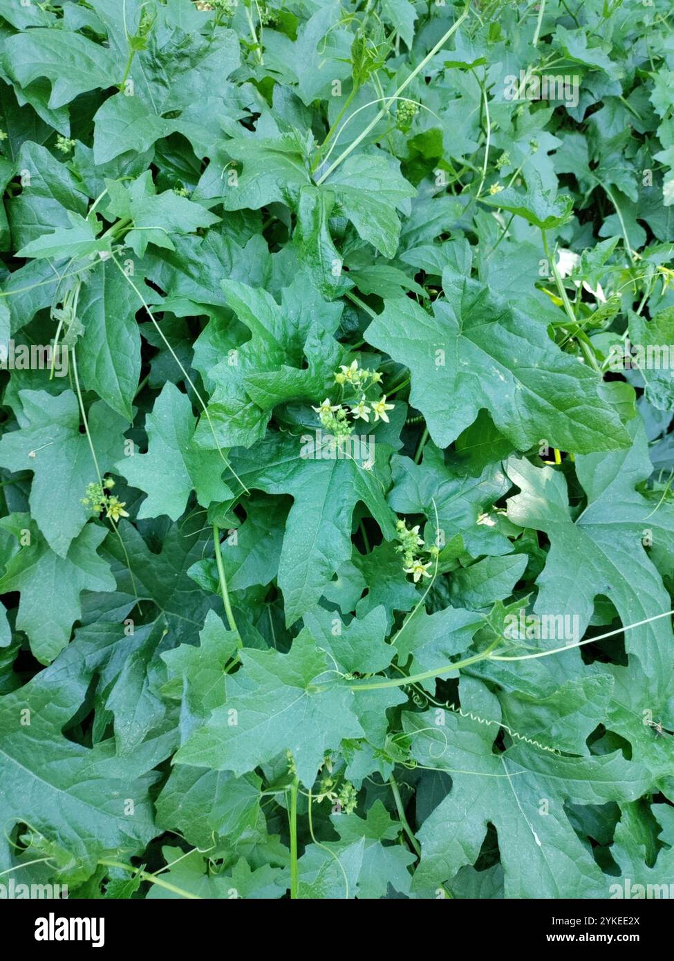 Bryonia alba white bryony hi-res stock photography and images - Alamy