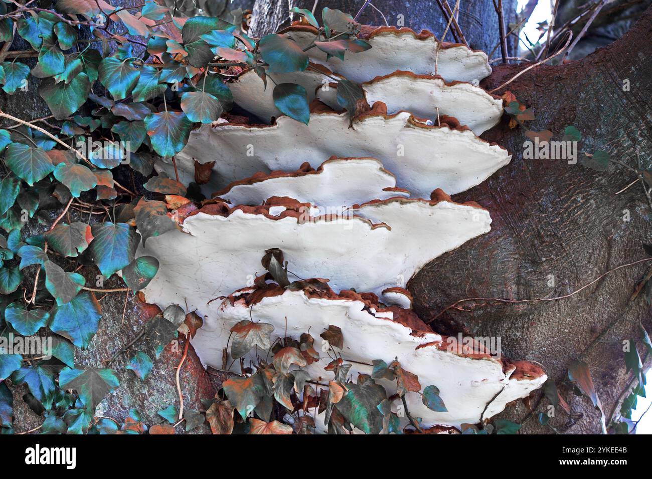 Very common perennial bracket fungus hi-res stock photography and ...