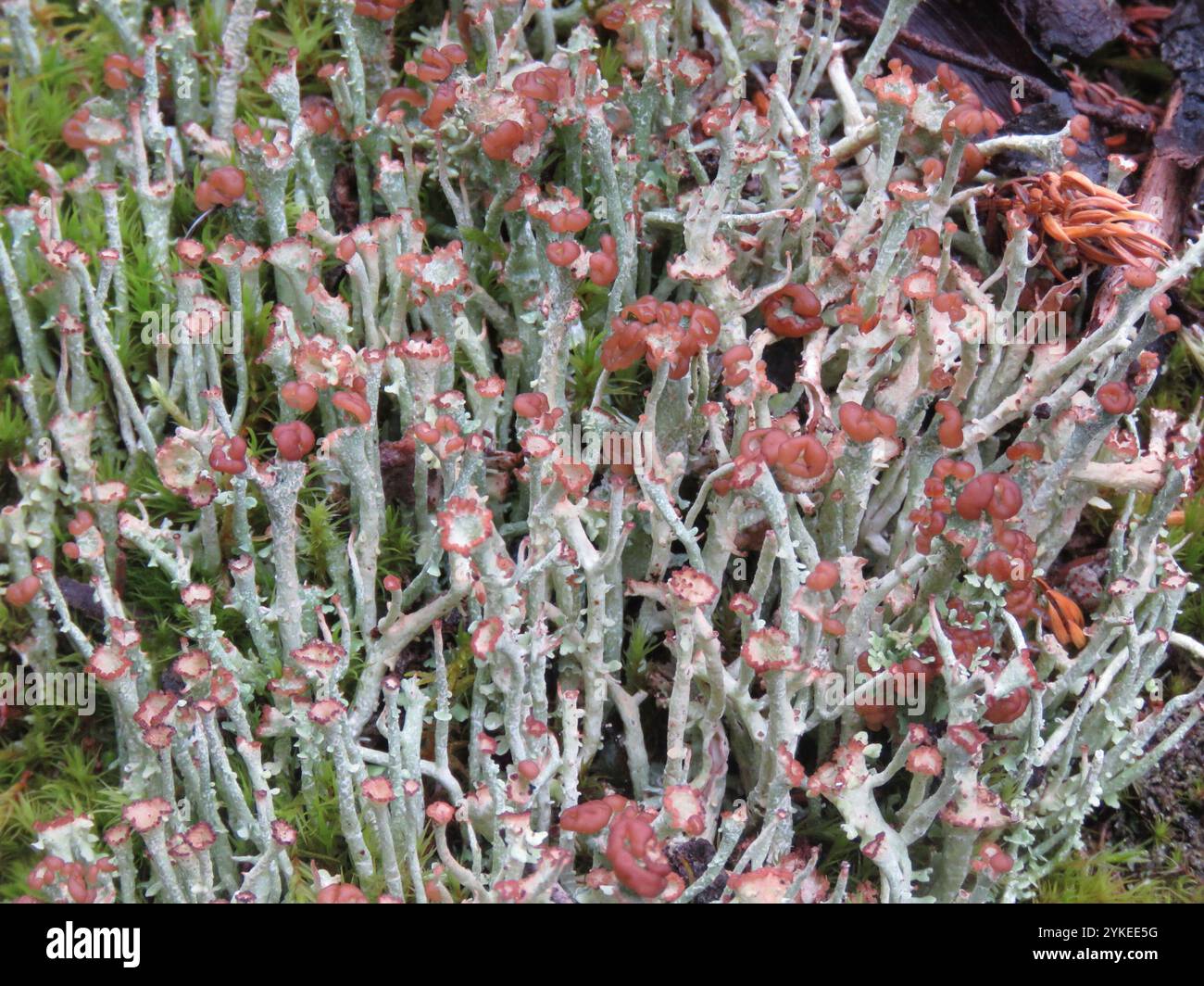 pixie cup and reindeer lichens (Cladonia Stock Photo - Alamy
