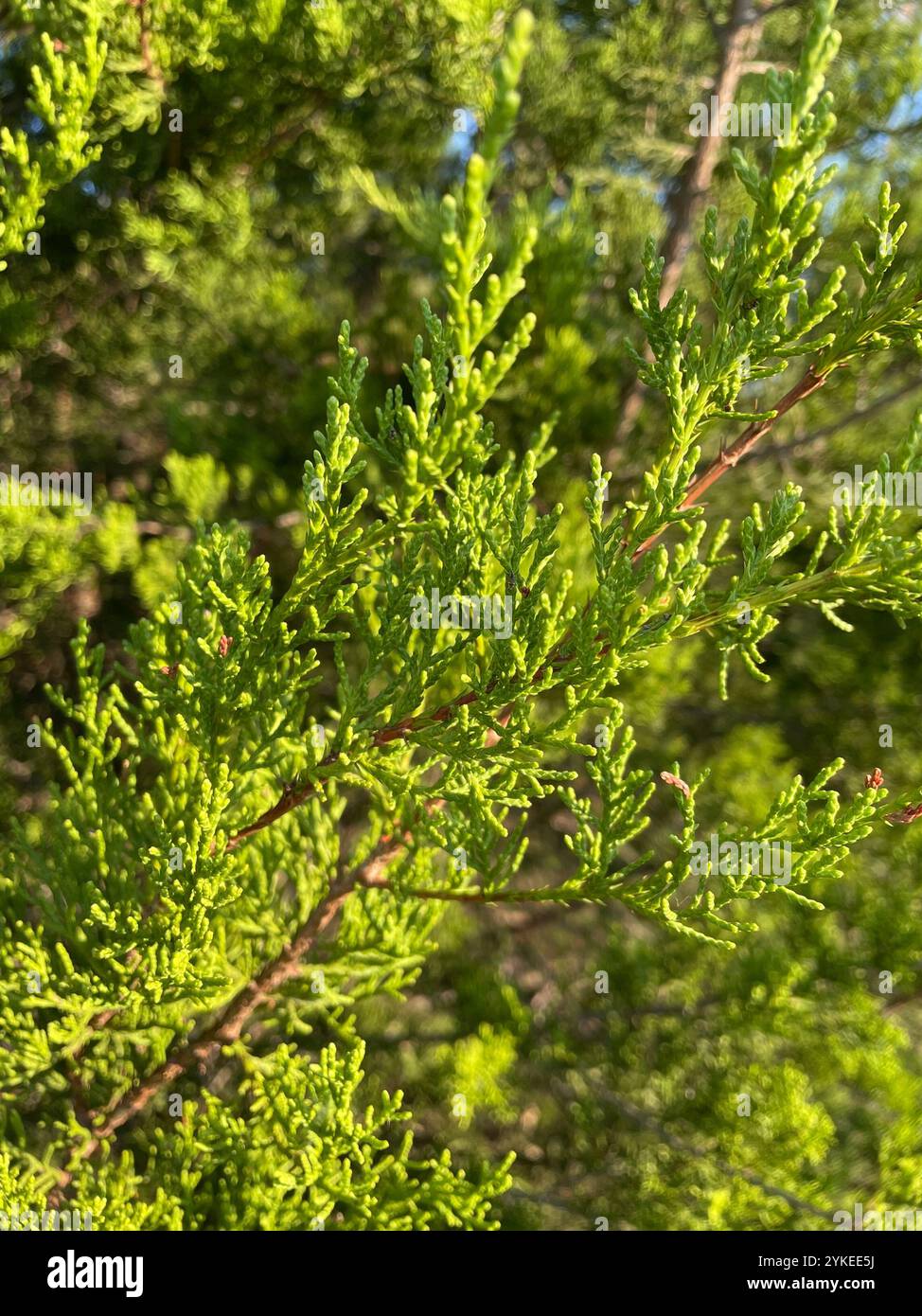 Ashe juniper (Juniperus ashei Stock Photo - Alamy