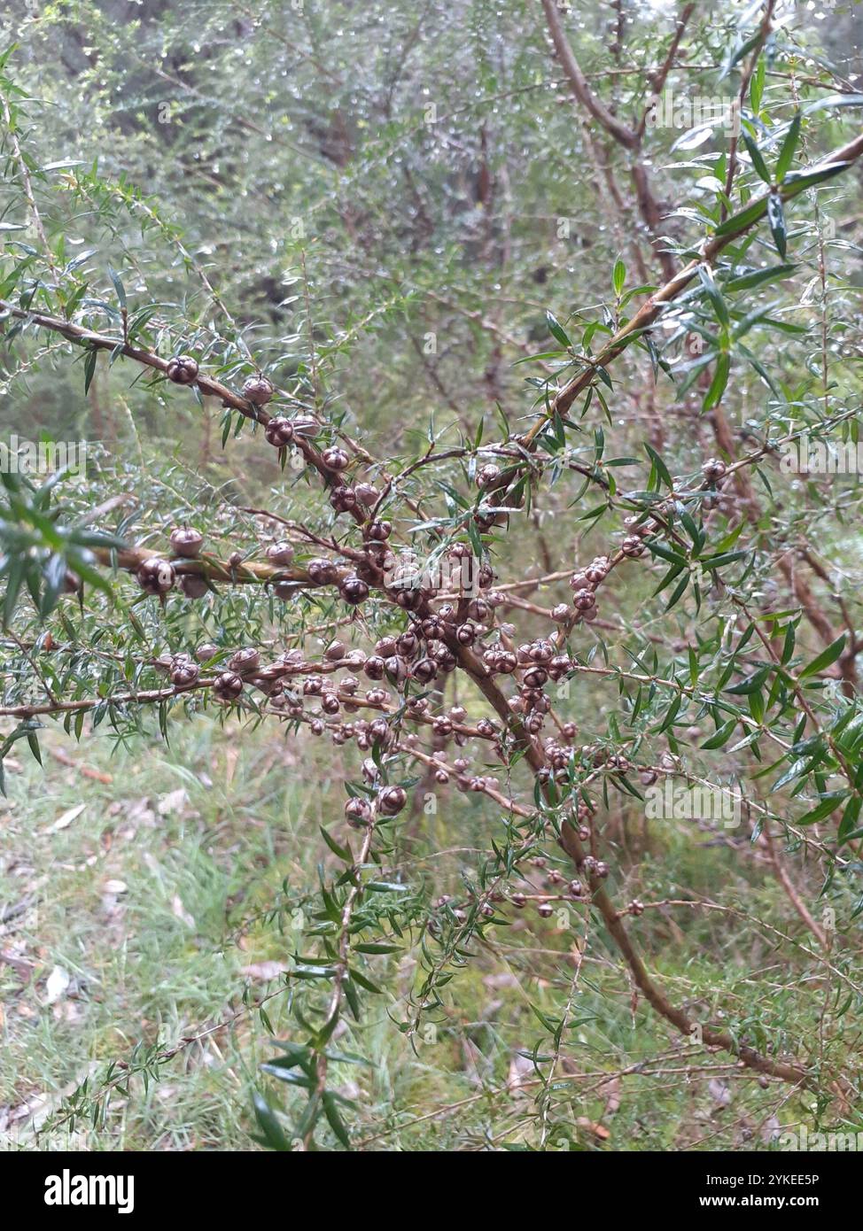 Prickly tea tree hi-res stock photography and images - Alamy
