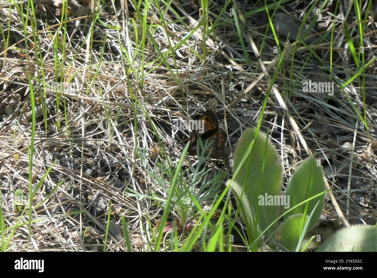 Common Alpine (Erebia epipsodea Stock Photo - Alamy