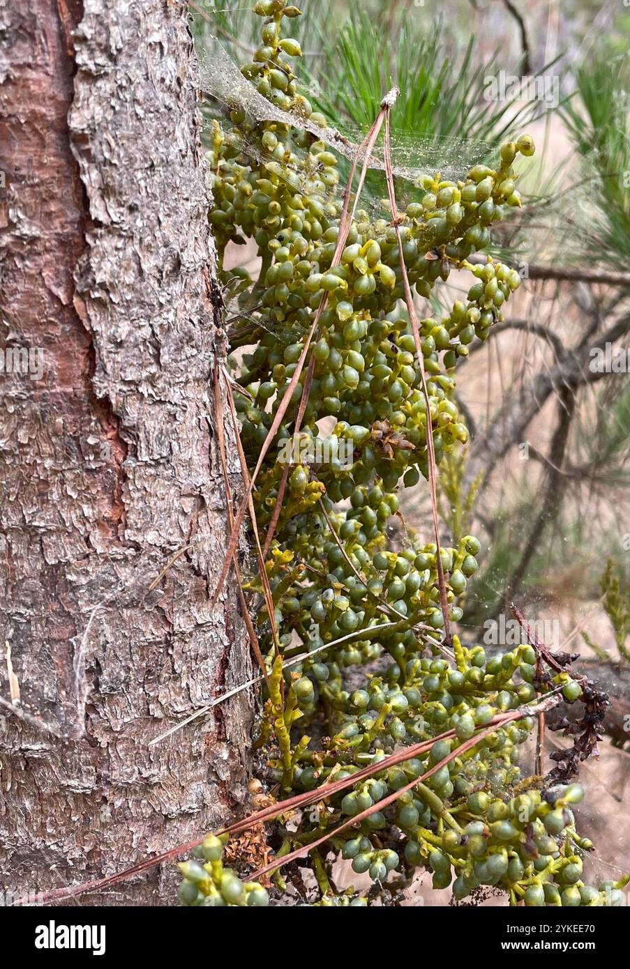 Coastal Dwarf-Mistletoe (Arceuthobium littorum Stock Photo - Alamy