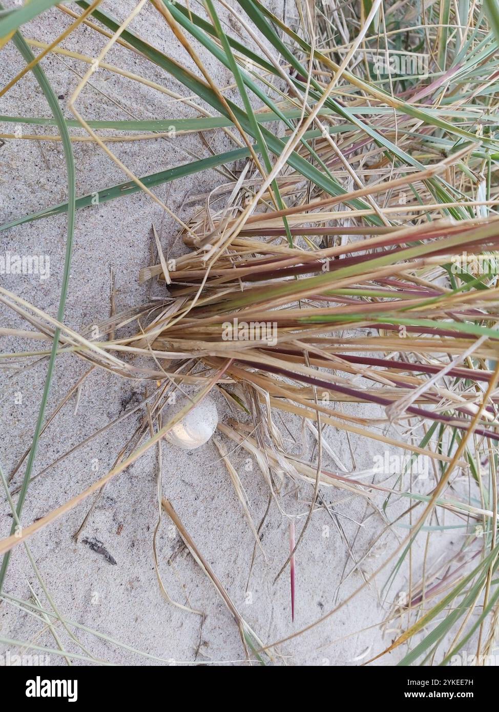 dune stinkhorn (Phallus hadriani Stock Photo - Alamy