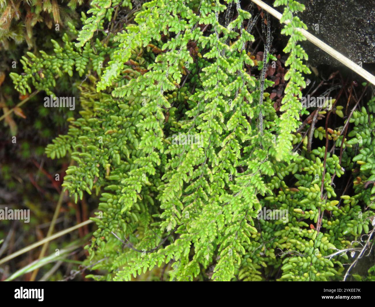 lace lip fern (Myriopteris gracillima Stock Photo - Alamy
