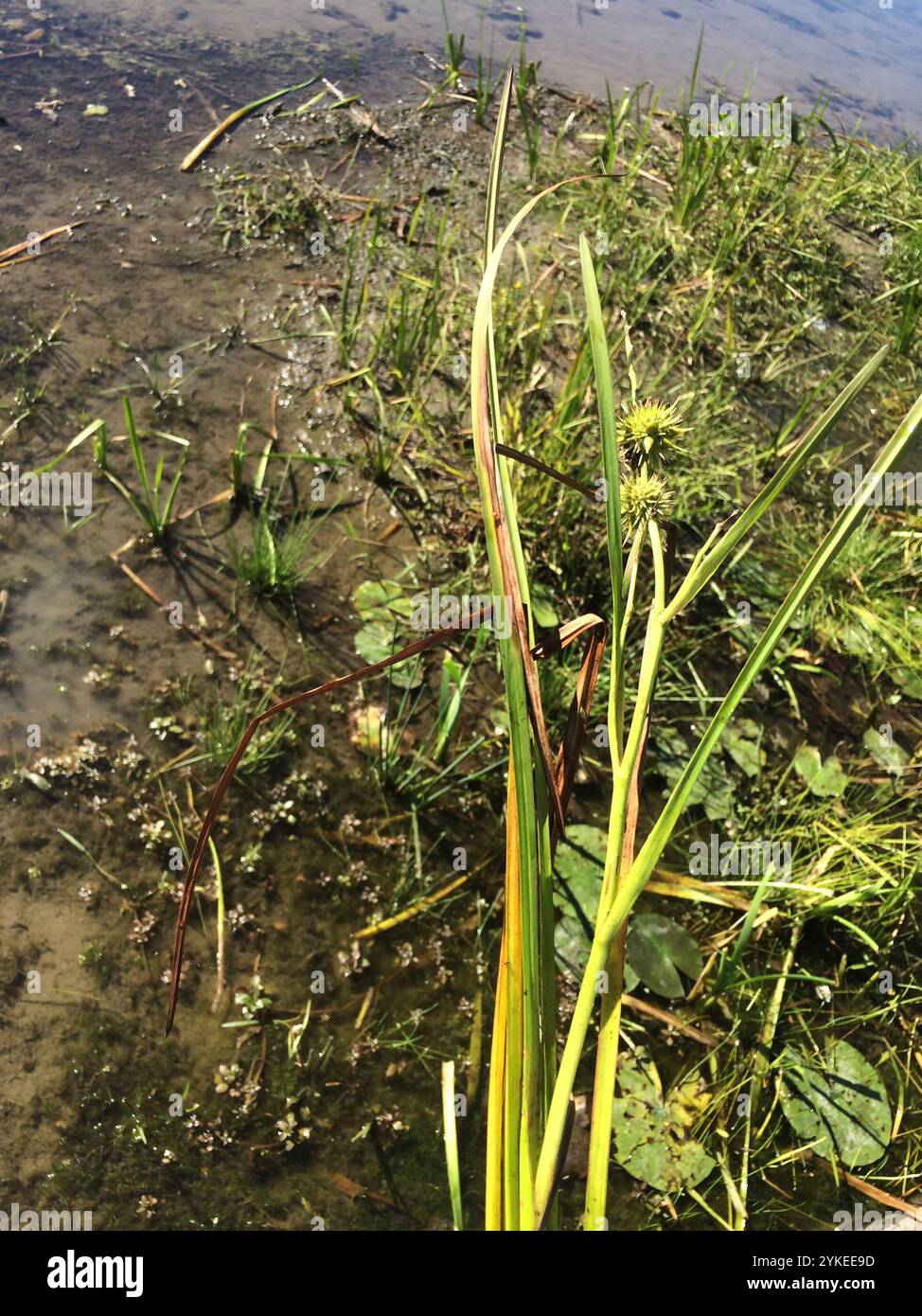 Sparganium androcladum hi-res stock photography and images - Alamy