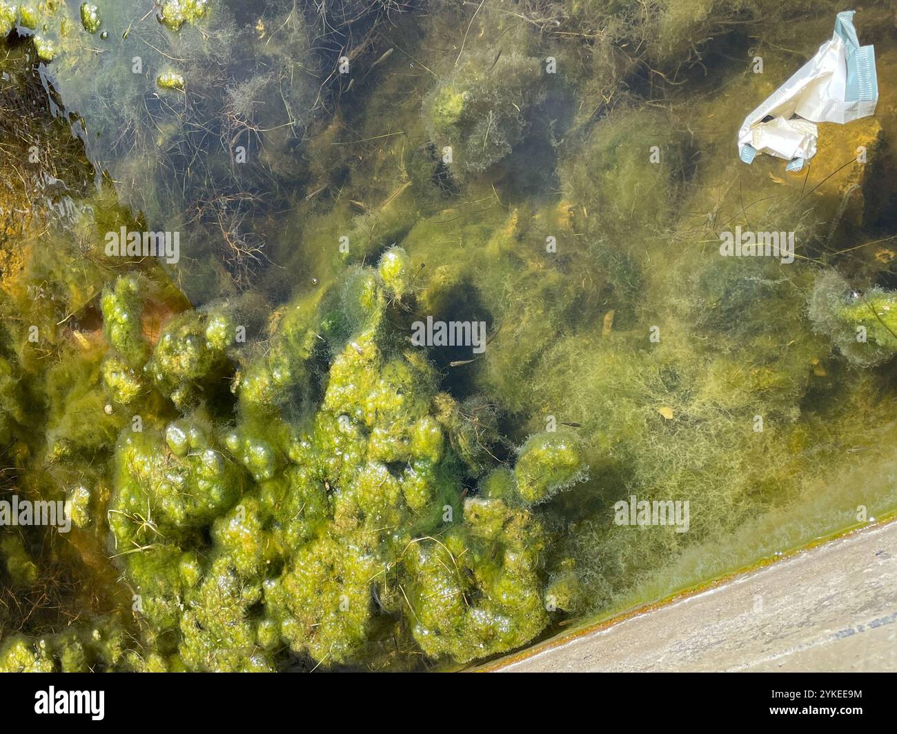 green algae (Chlorophyta Stock Photo - Alamy